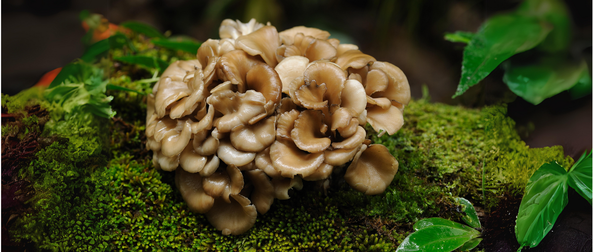 ¡El hongo maitake en la medicina tradicional: el secreto para una vida ...