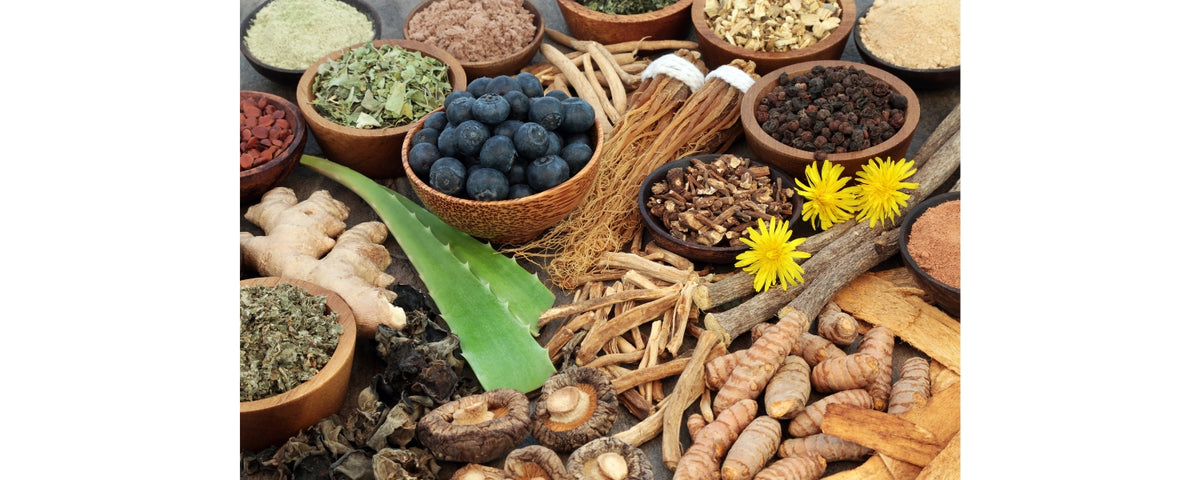 Descubre los adaptógenos: aliados naturales para un cuerpo y mente en ...